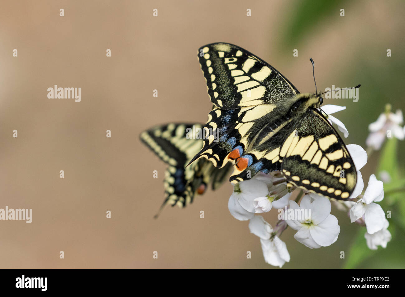 Swallowtail butterflies feeding, Norfolk Stock Photo - Alamy