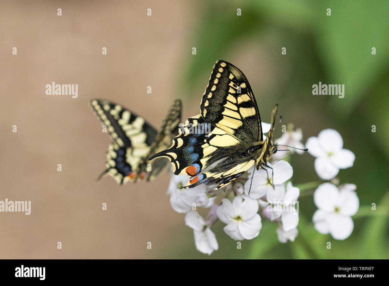 Swallowtail butterflies feeding, Norfolk Stock Photo - Alamy