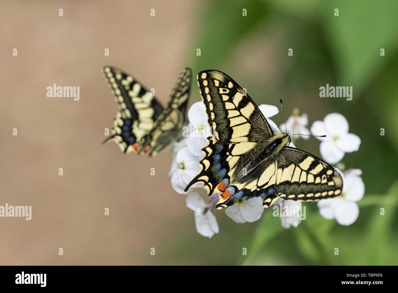 Swallowtail butterflies feeding, Norfolk Stock Photo - Alamy