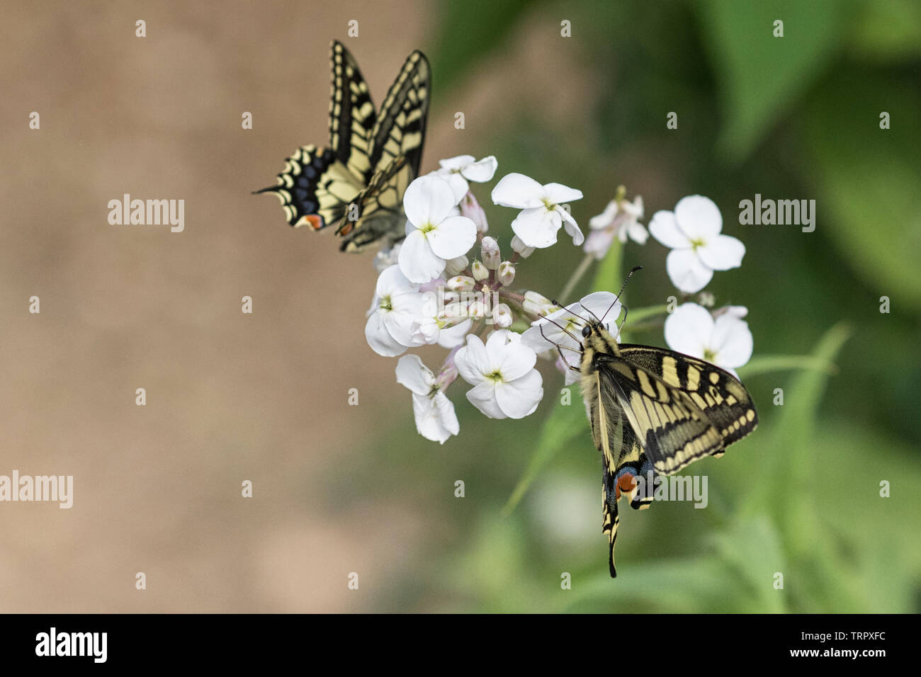 British swallow tail butterfly hi-res stock photography and images - Alamy