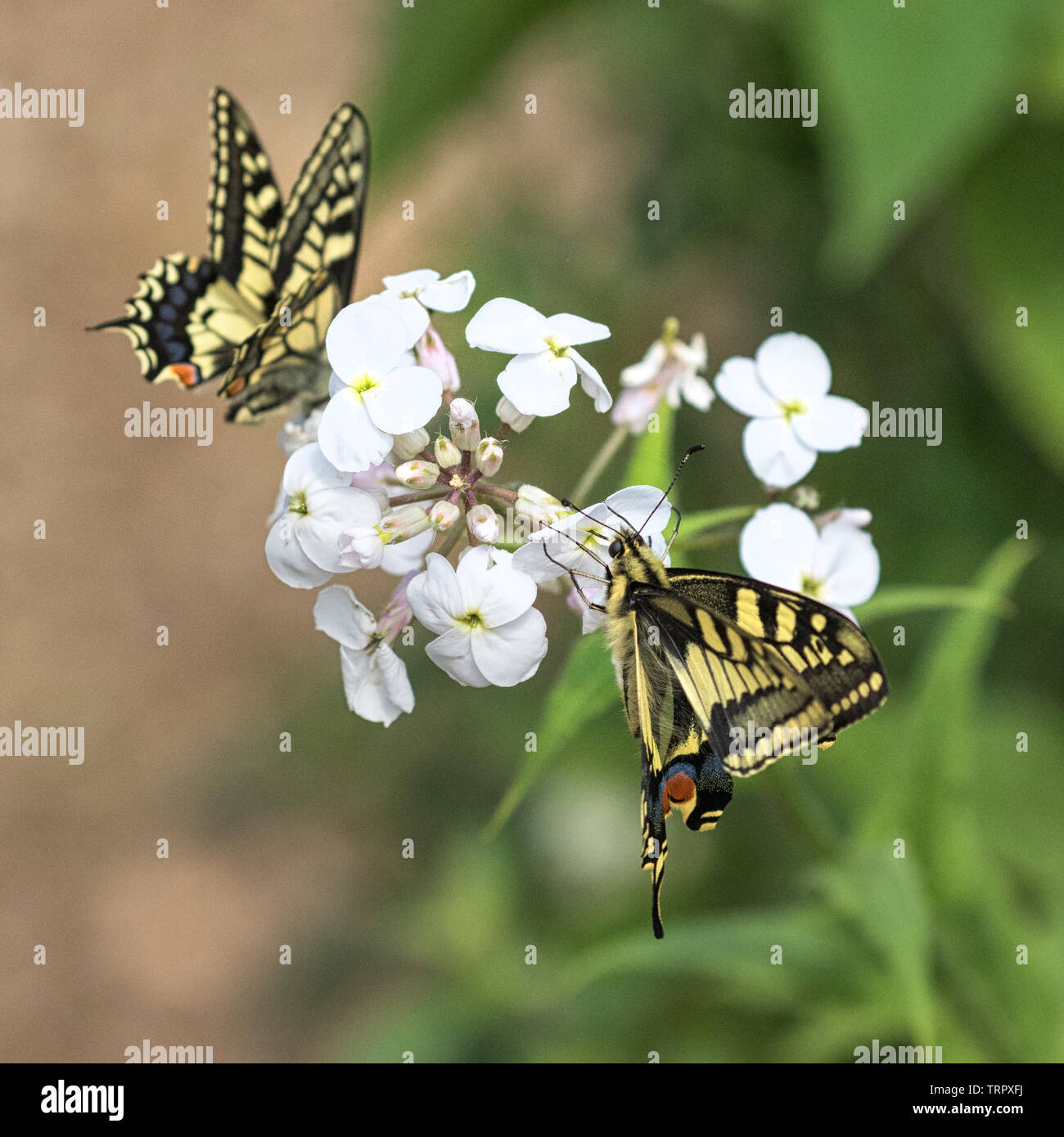 Swallowtail butterflies feeding, Norfolk Stock Photo - Alamy