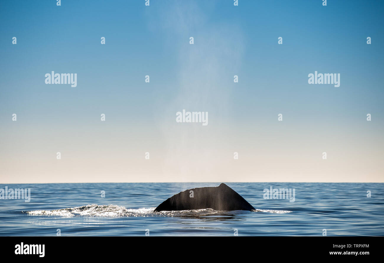 The whale shows the fountain of steam at sky background. Whale making ...