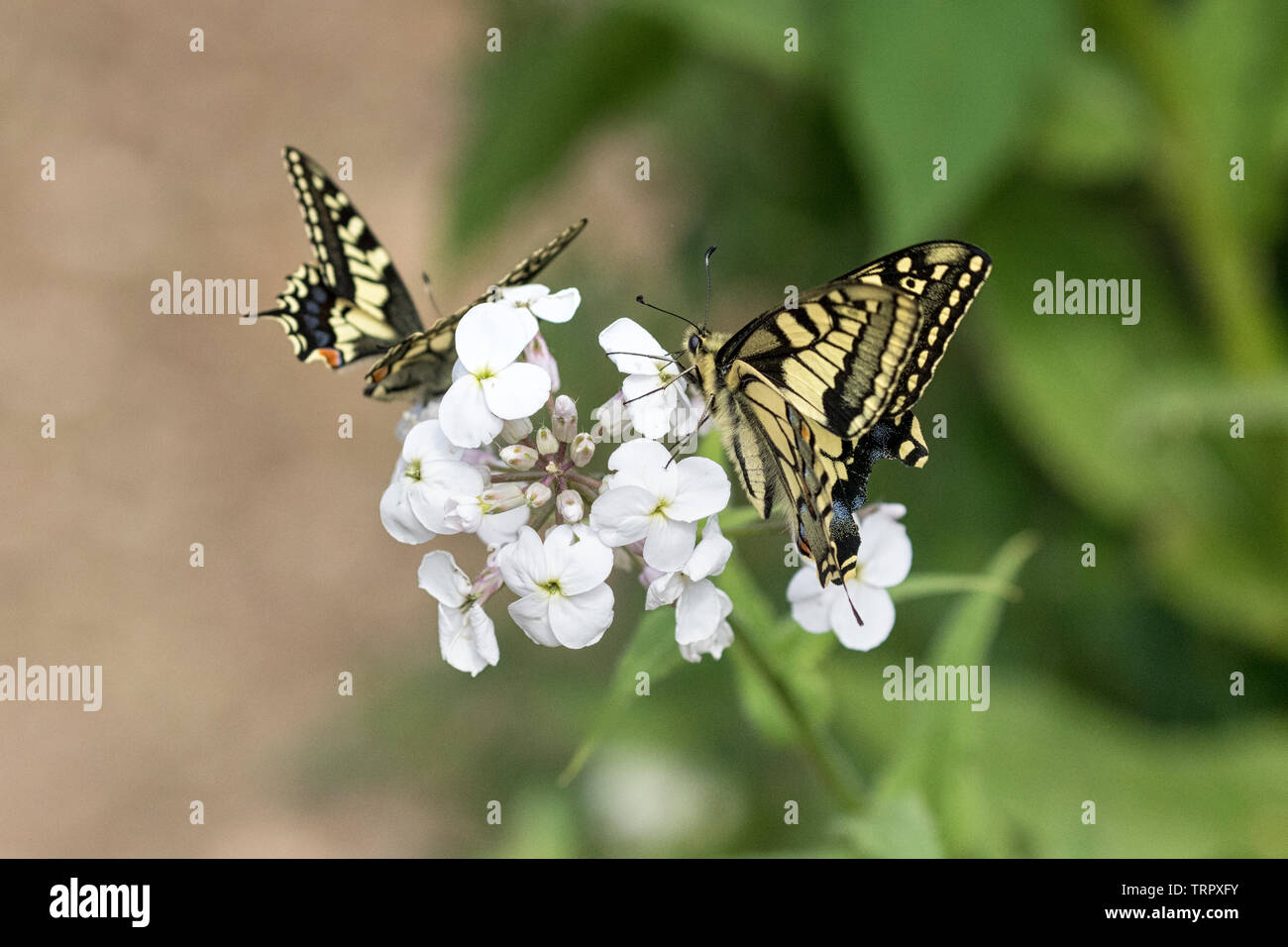 Swallowtail butterflies feeding, Norfolk Stock Photo - Alamy