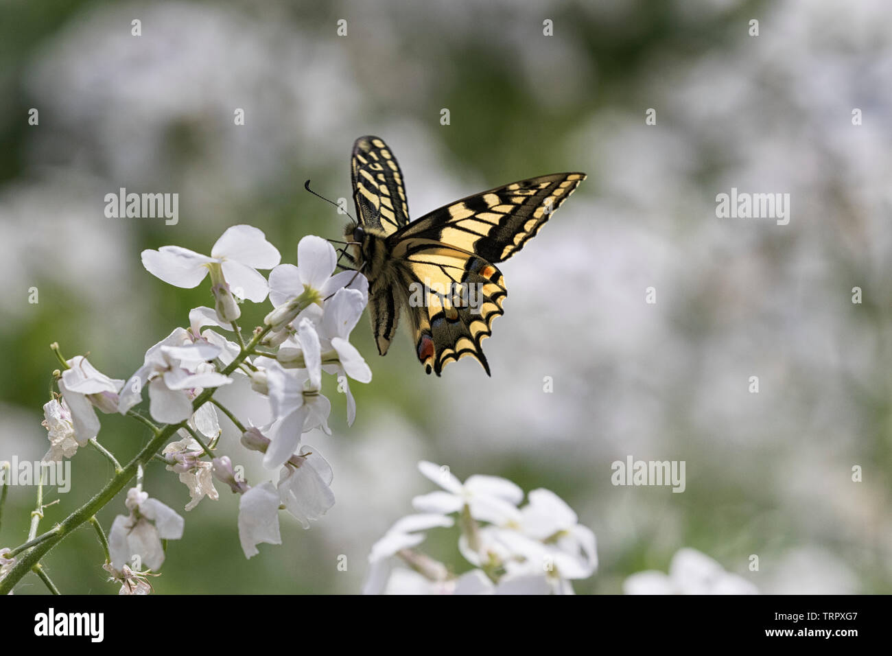 British swallowtail butterfly nectar hi-res stock photography and ...