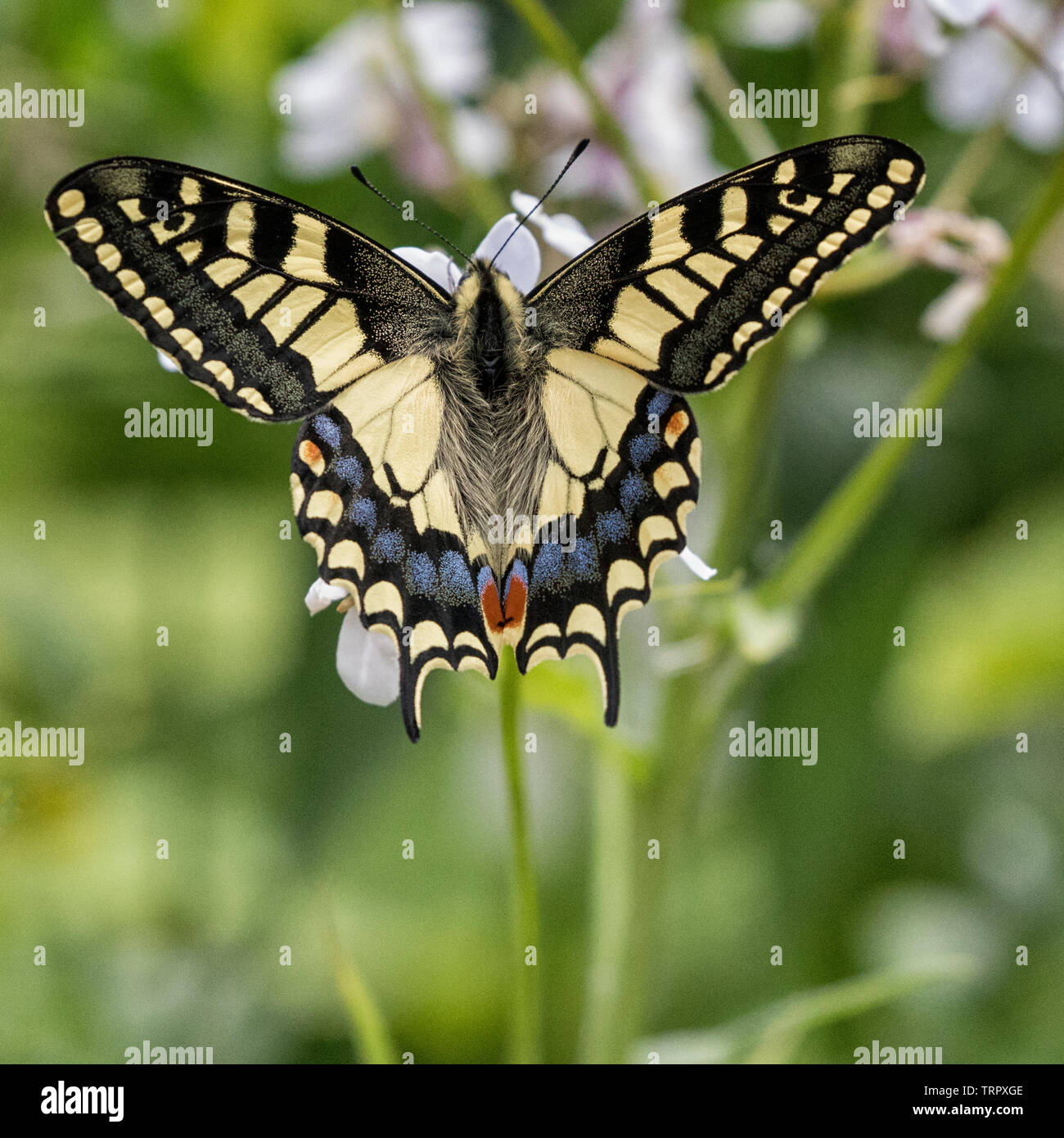 British swallow tail butterfly hi-res stock photography and images - Alamy