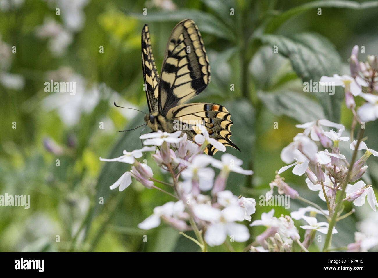 Swallowtail butterflies feeding, Norfolk Stock Photo - Alamy