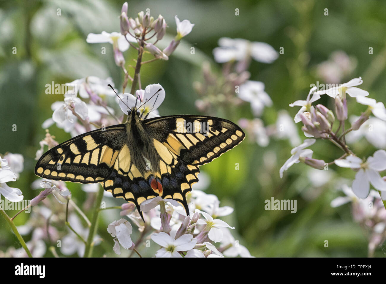 Swallowtail butterflies feeding, Norfolk Stock Photo - Alamy