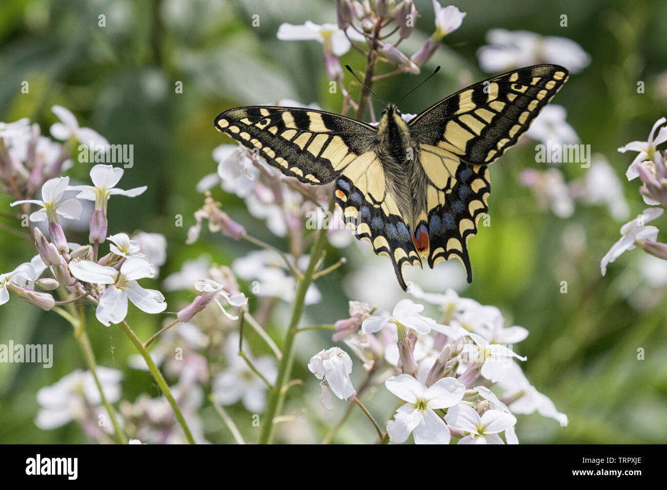 British swallow tail butterfly hi-res stock photography and images - Alamy