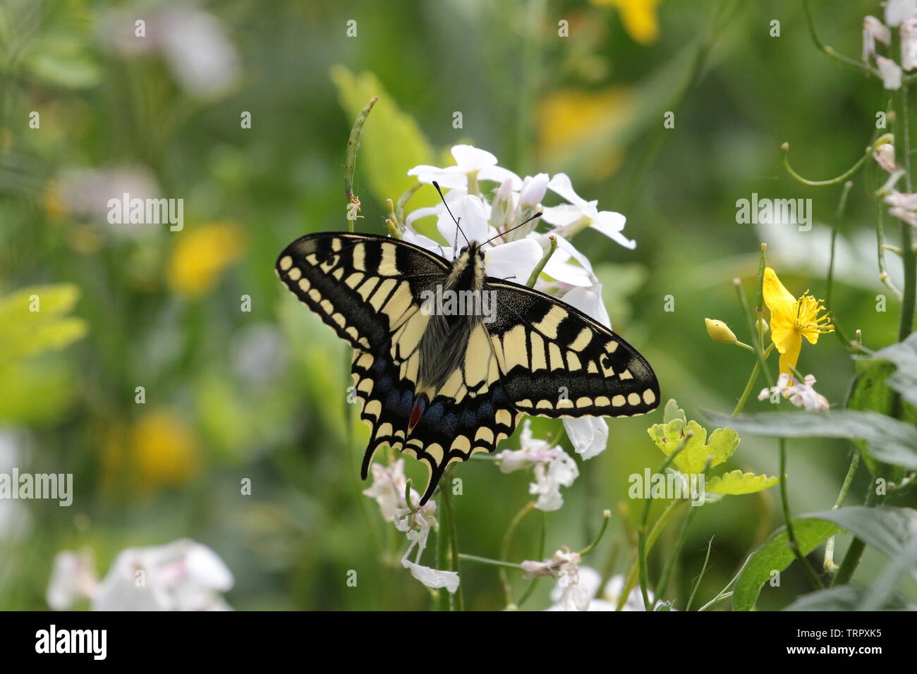 Swallowtail butterflies feeding, Norfolk Stock Photo - Alamy
