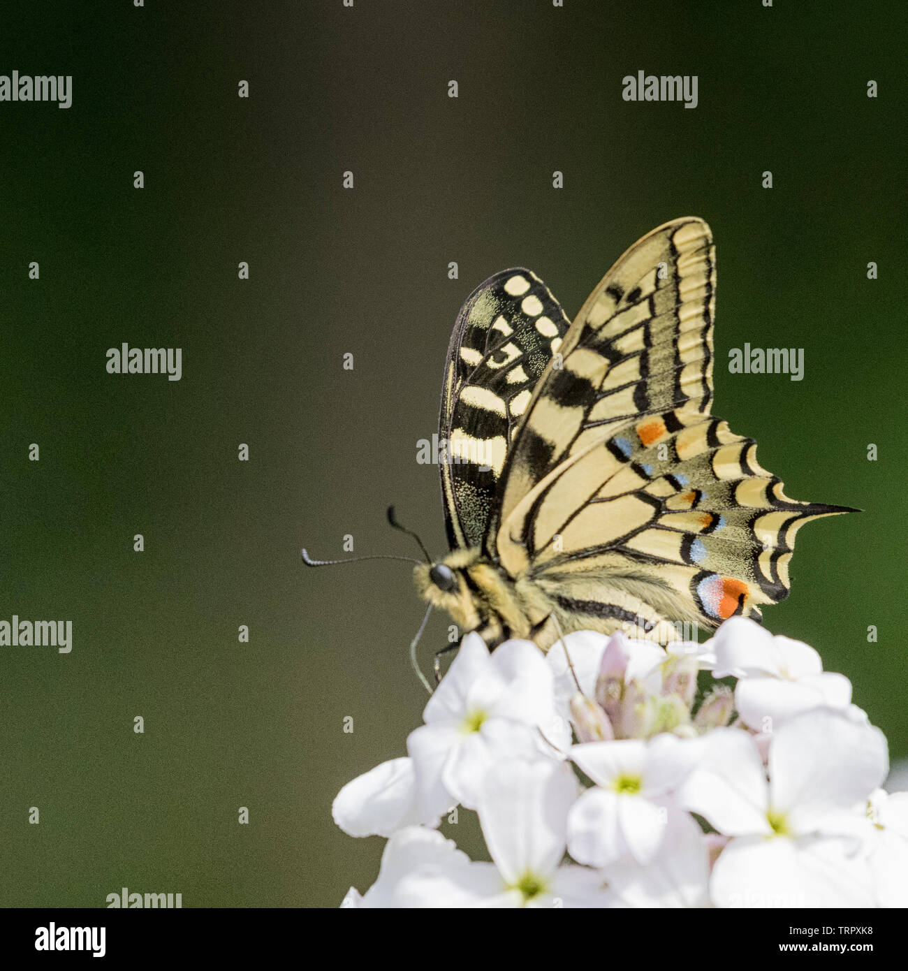 British swallowtail butterfly nectar hi-res stock photography and ...
