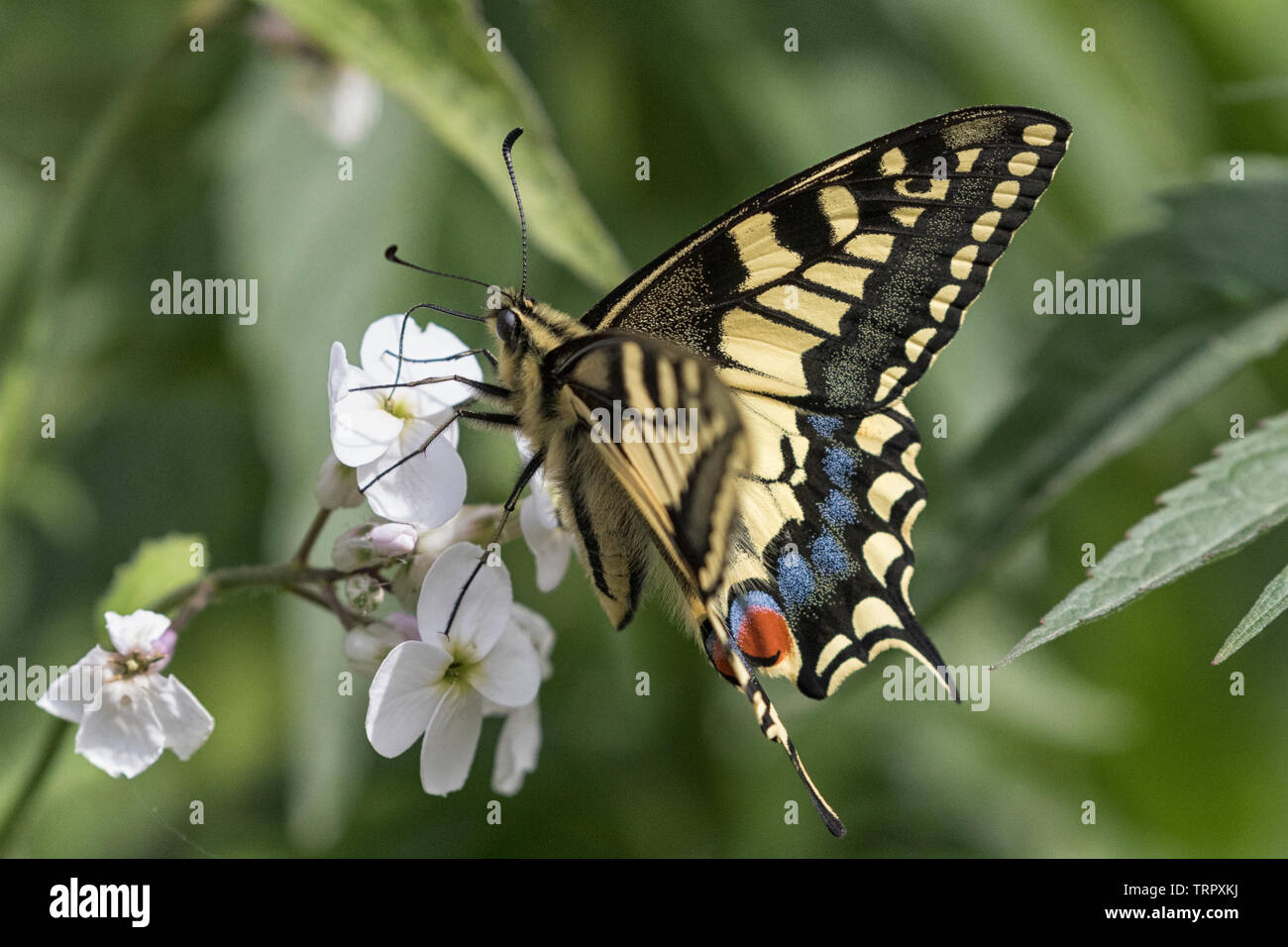 Swallowtail butterflies feeding, Norfolk Stock Photo - Alamy