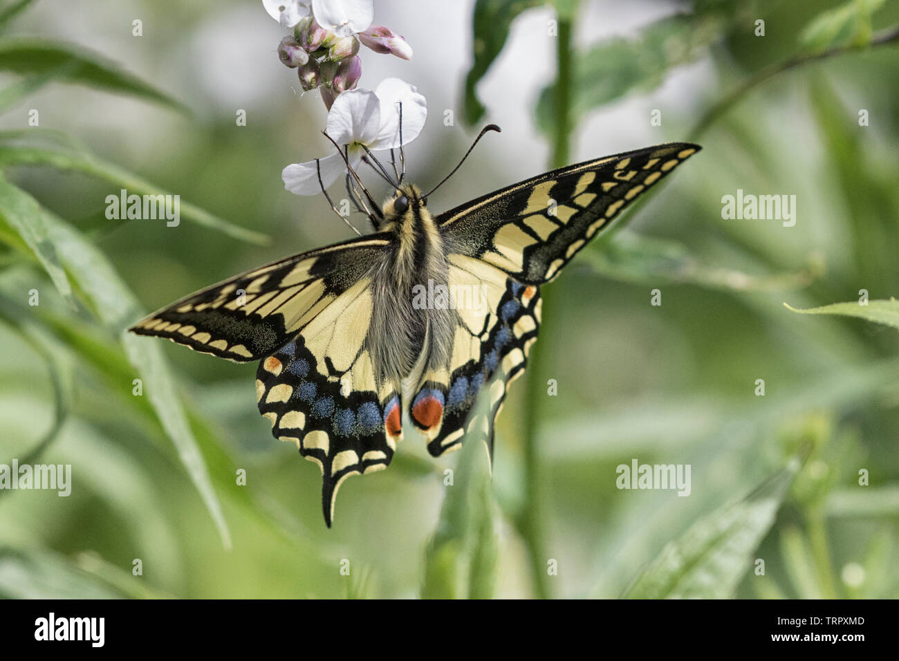 British swallowtail butterfly nectar hi-res stock photography and ...
