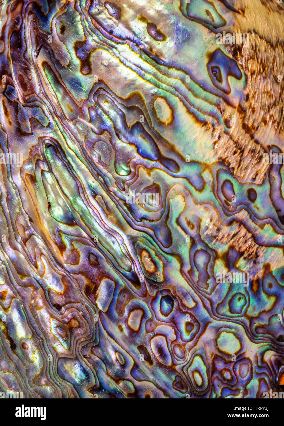 Abalone Shell Texture