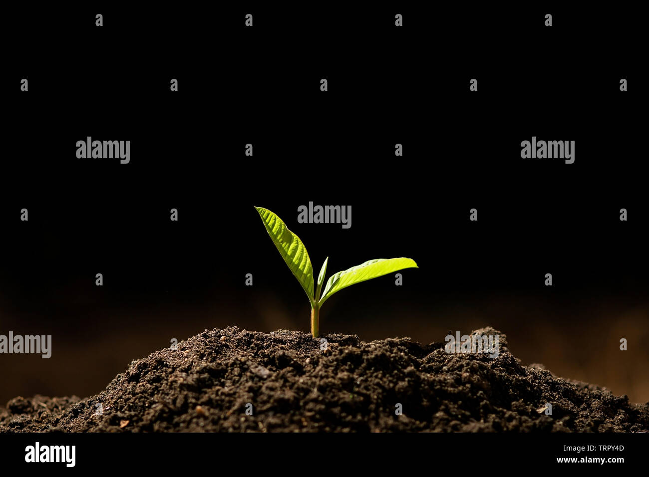 Young Plant Growing Stock Photo - Alamy