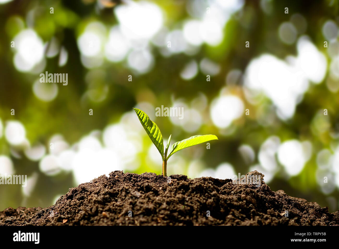 Tree growing earth ecology hi-res stock photography and images - Alamy