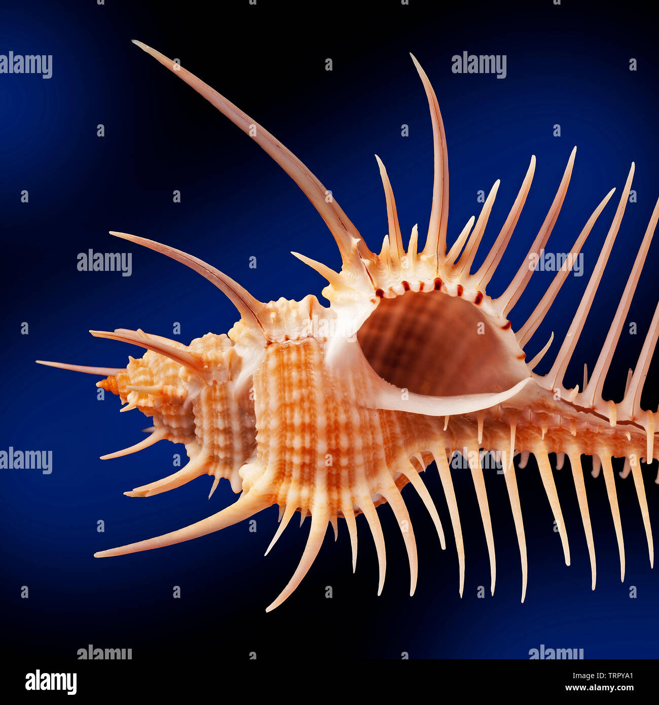 Venus Comb High Resolution Stock Photography and Images - Alamy