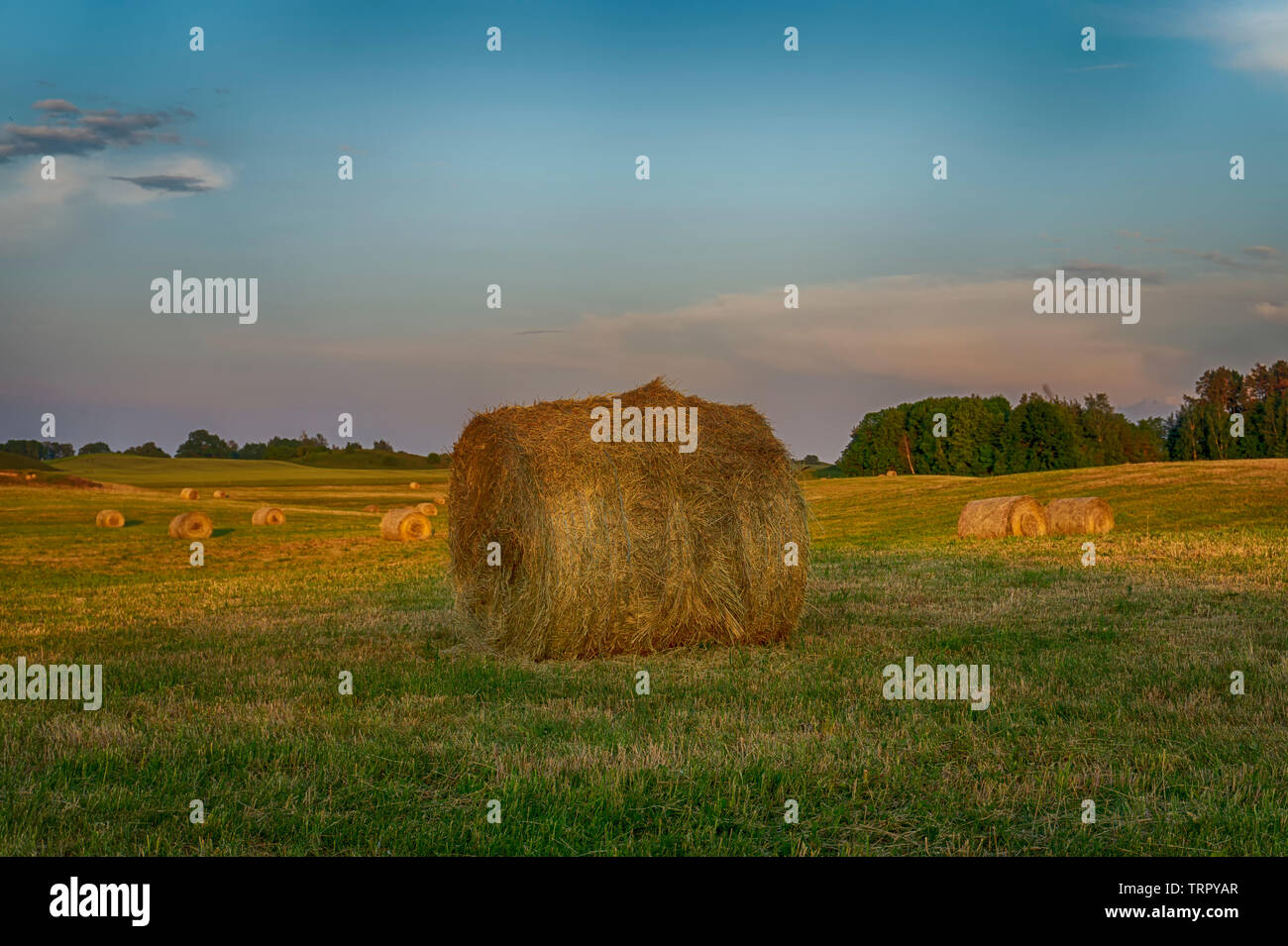 Large round hay bale on a farm field at sunset viewed low angle across ...