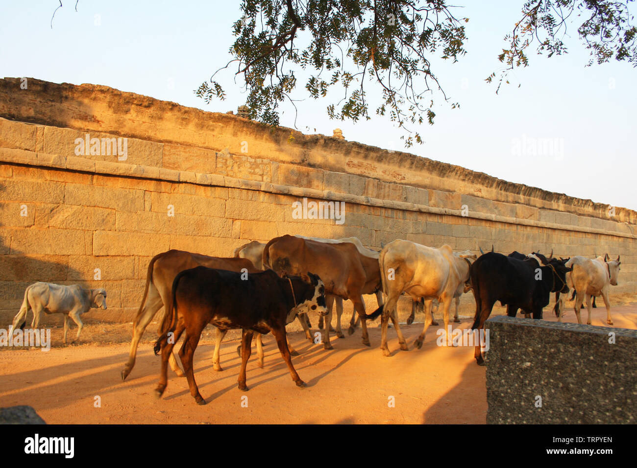 Hampi India Holy Brahman Cows roaming freely and loved through the ...