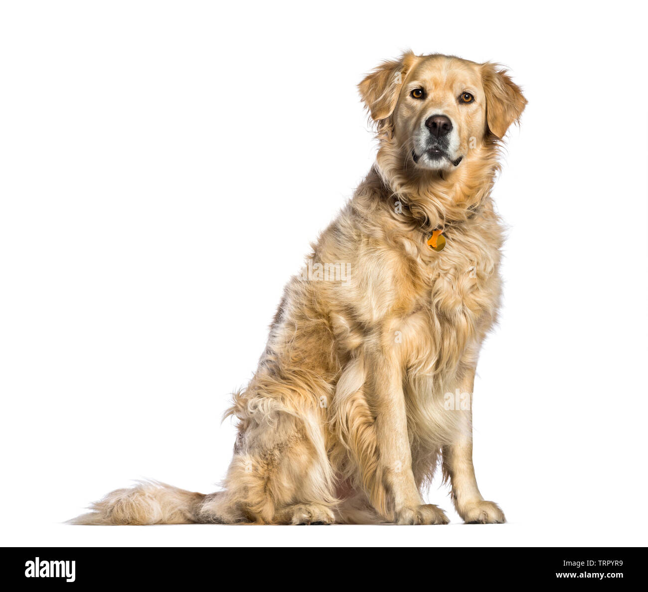 Golden Retriever, 5 years old, sitting in front of white background ...