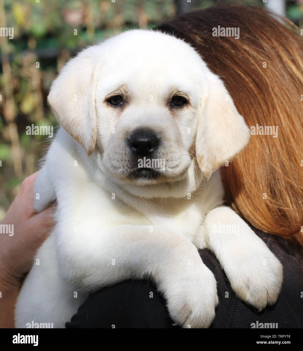 the yellow labrador in the hands portrait Stock Photo - Alamy