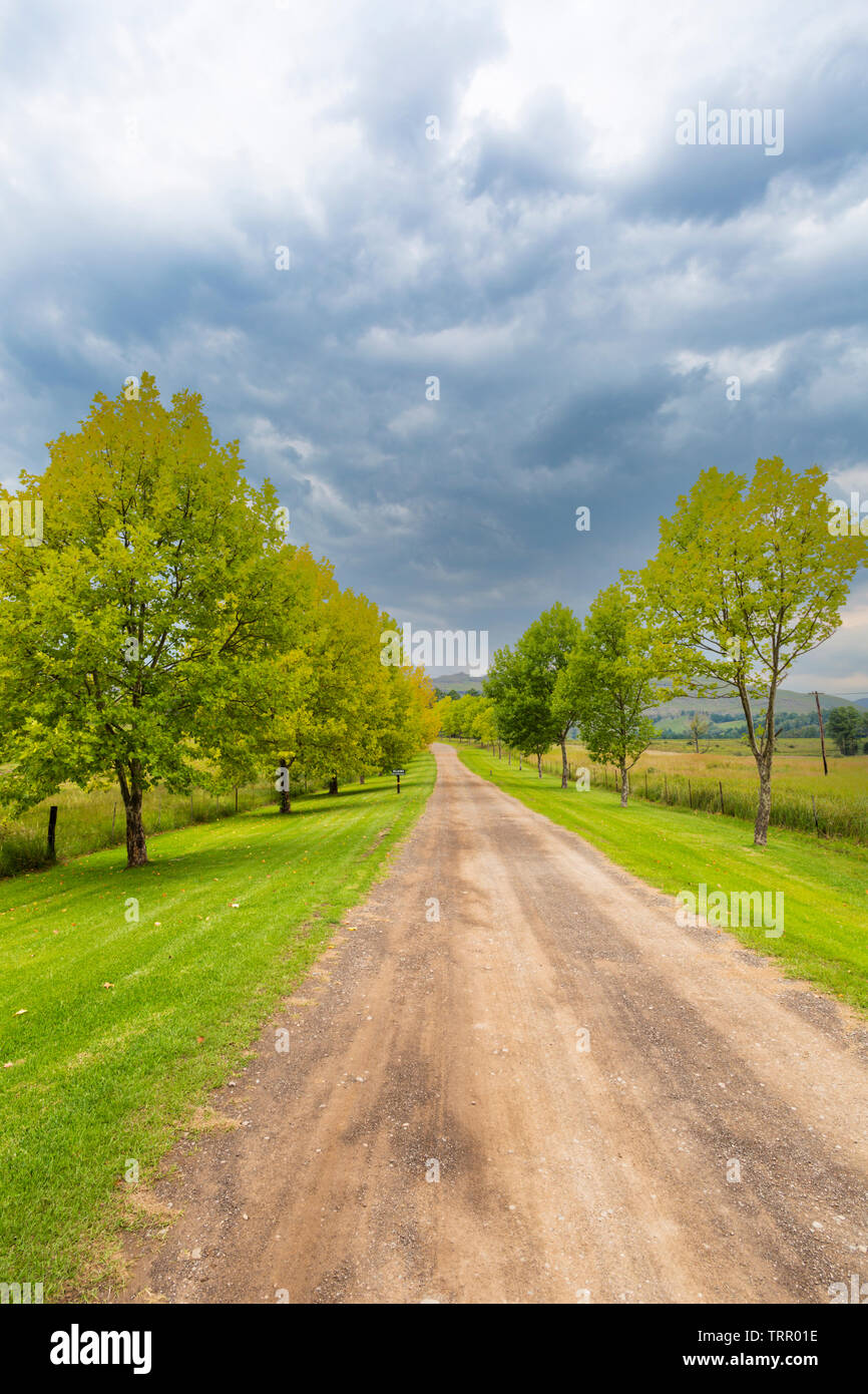 Tree lined road Stock Photo - Alamy