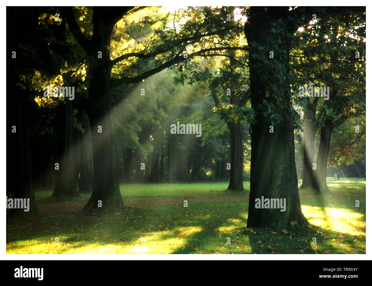 trees in the morning light Stock Photo - Alamy