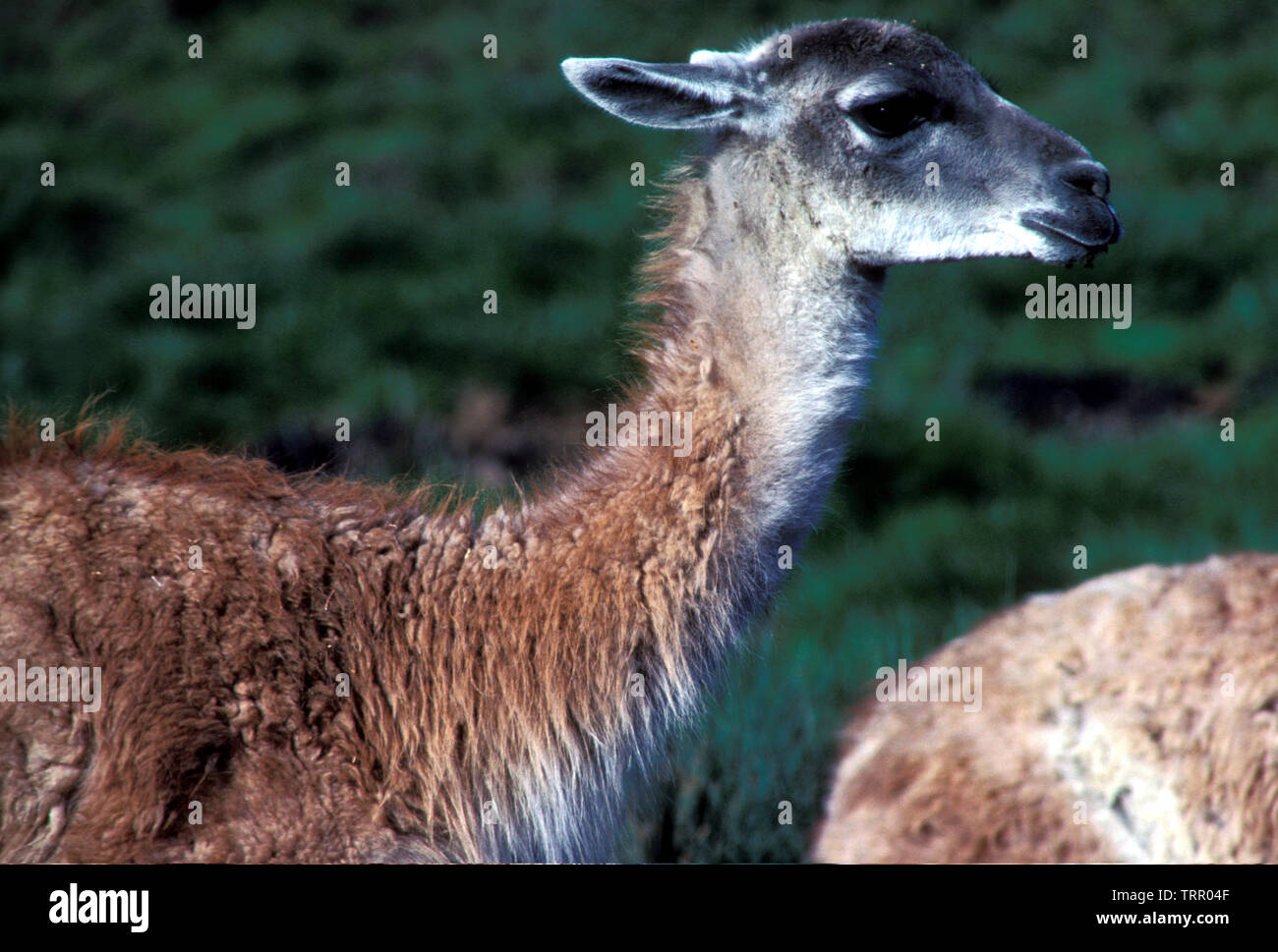NOT 463552 Andean Guanaco (Lama guanico Stock Photo - Alamy