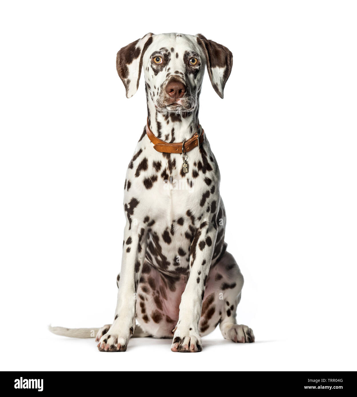 Dalmatian sitting in front of white background Stock Photo - Alamy