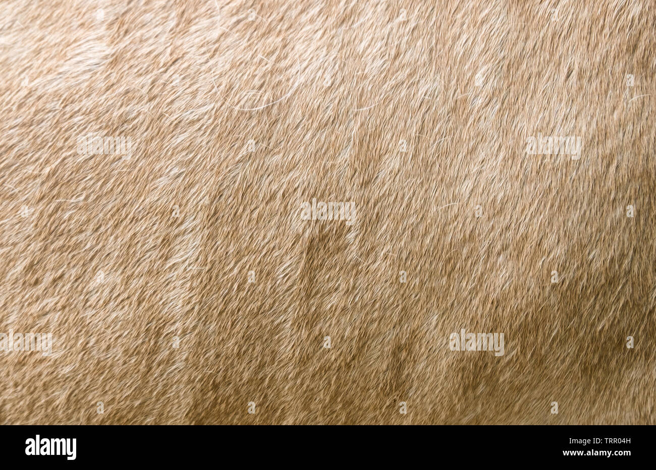 Pony fur texture hi-res stock photography and images - Alamy