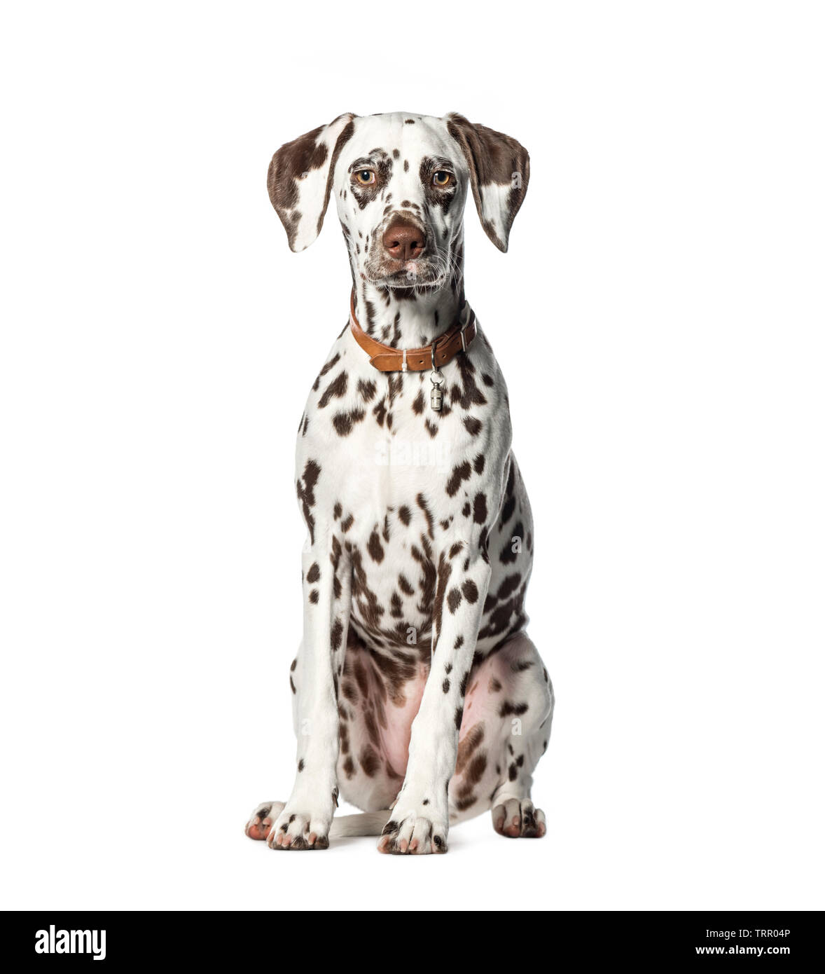 Dalmatian sitting in front of white background Stock Photo - Alamy