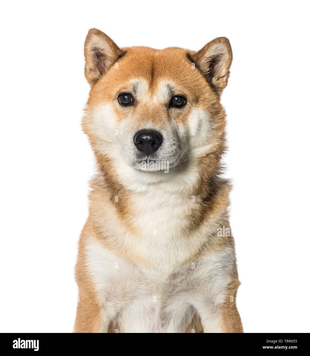 shiba inu in front of white background Stock Photo - Alamy