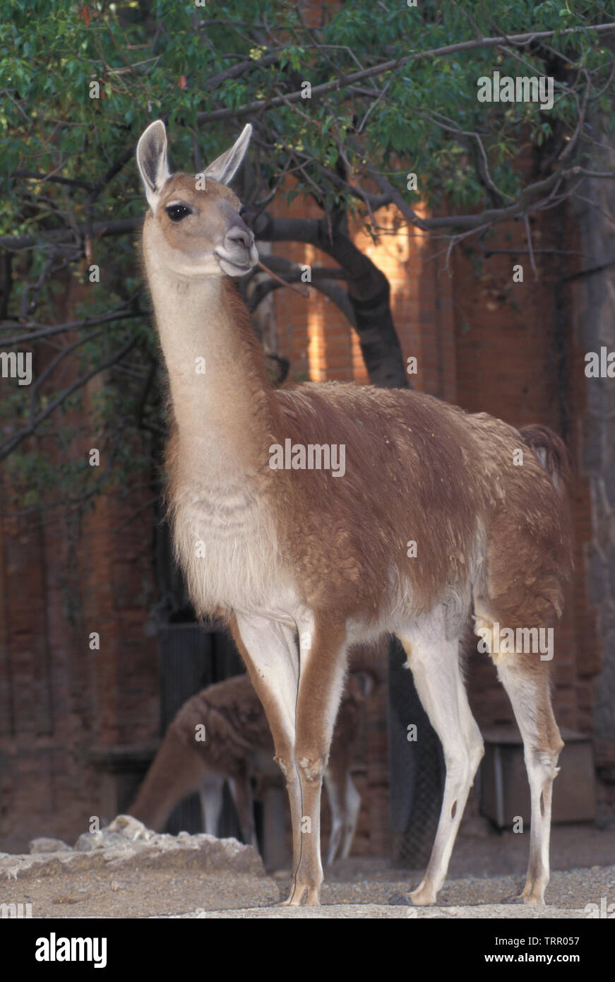 NOT 1051270 Andean Guanaco (Lama guanico Stock Photo - Alamy