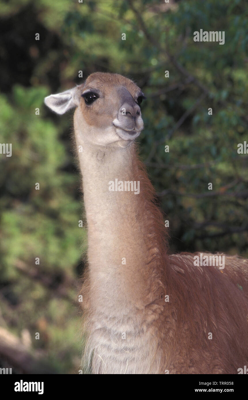 NOT 1051273 Andean Guanaco (Lama guanico Stock Photo - Alamy
