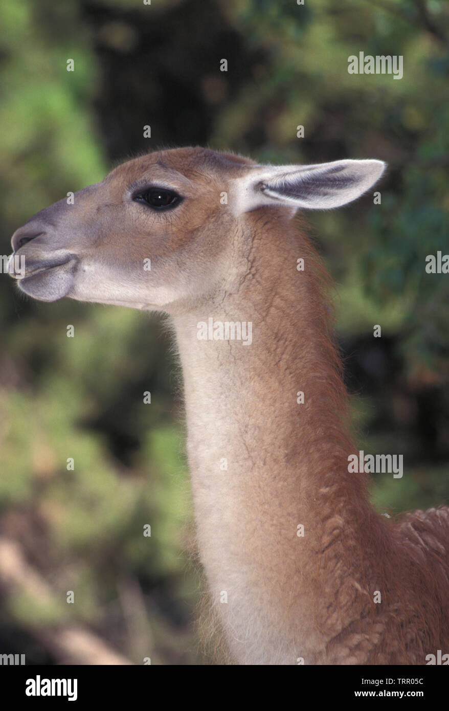 NOT 1051275 Andean Guanaco (Lama guanico Stock Photo - Alamy