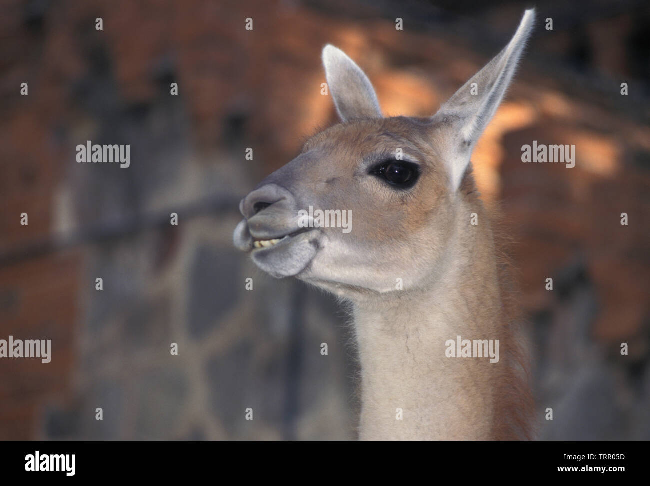 NOT 1051276 Andean Guanaco (Lama guanico Stock Photo - Alamy