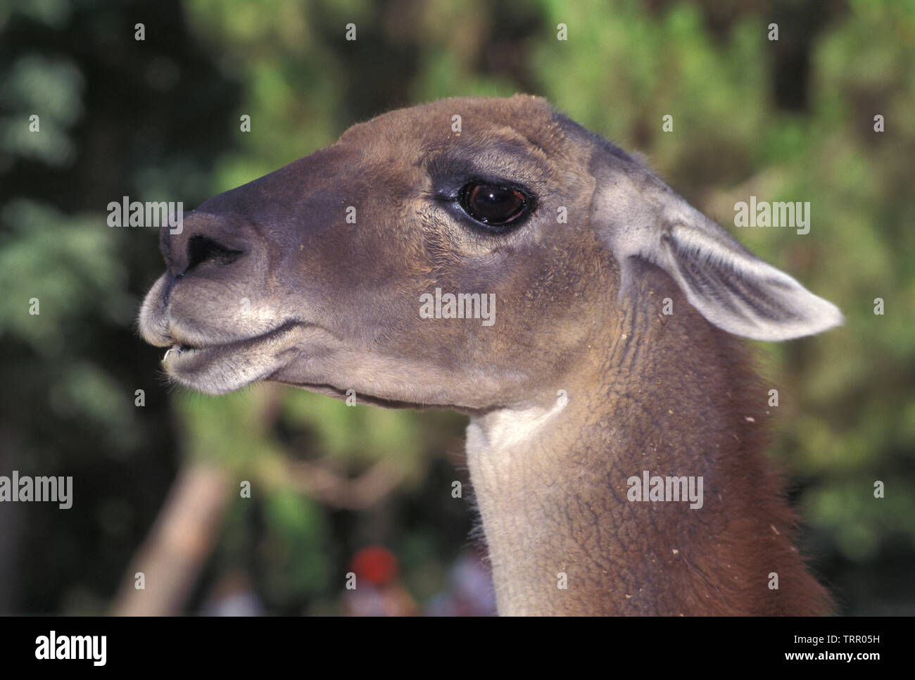 NOT 1051279 Andean Guanaco (Lama guanico Stock Photo - Alamy