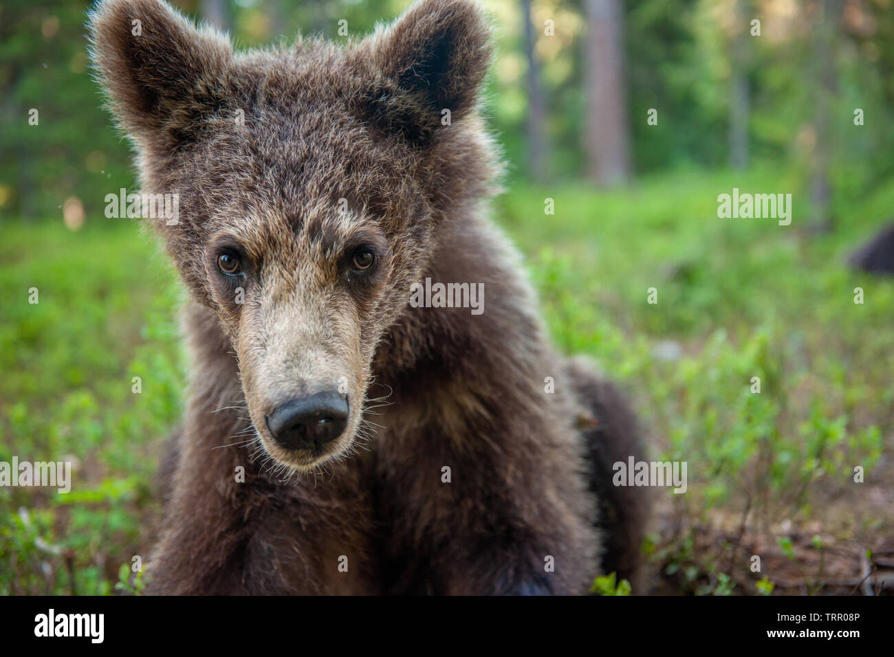 Wild brown bear cub looking at camera close-up wide angle. Cub of Brown ...