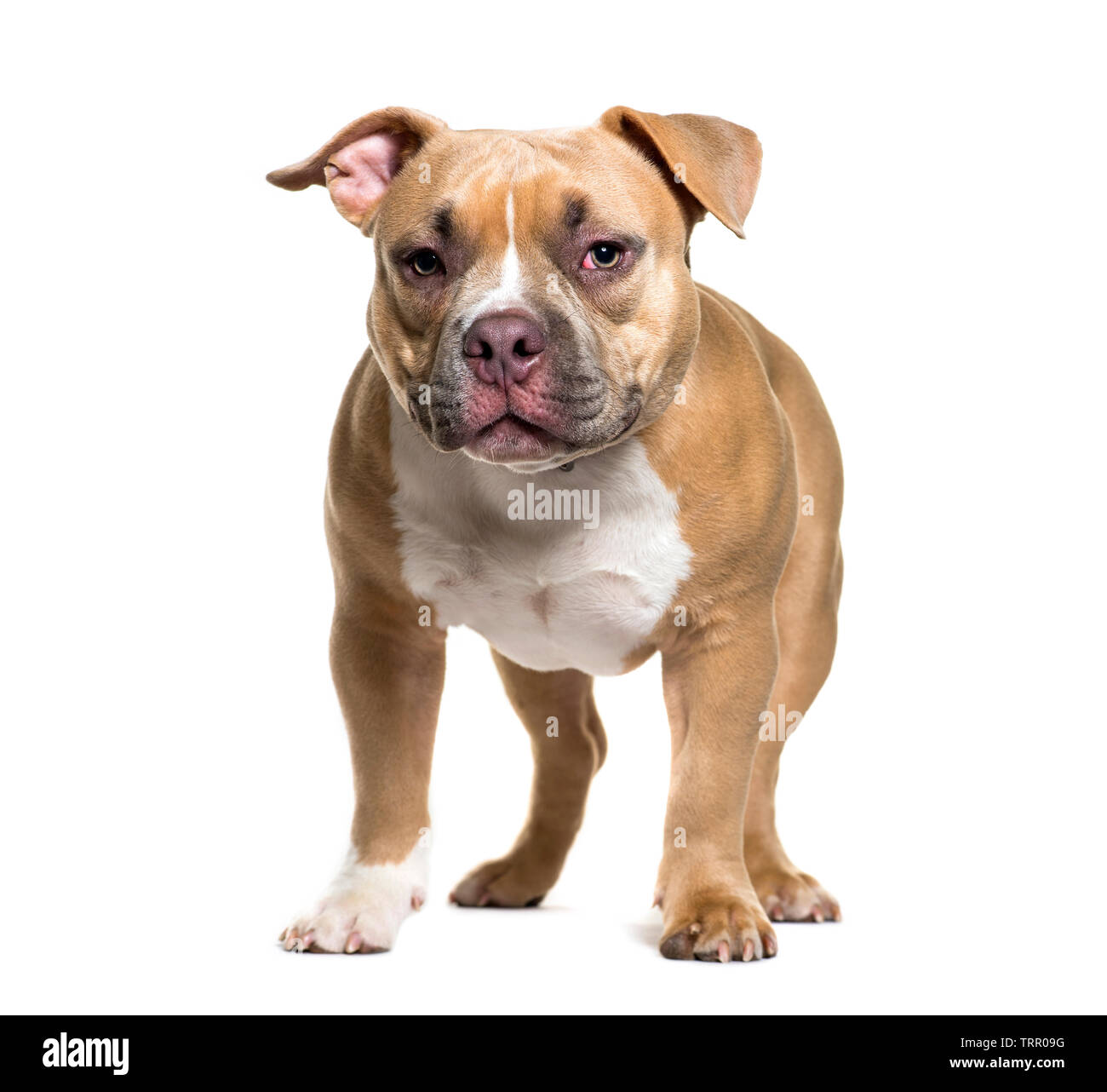 American Bully in front of white background Stock Photo - Alamy