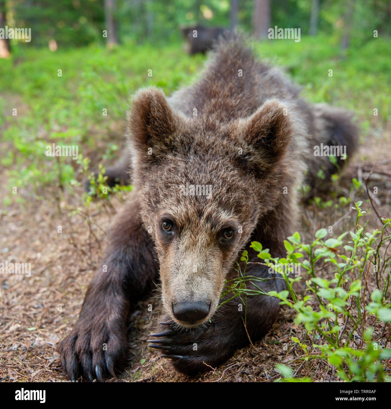 Wild brown bear cub looking at camera close-up wide angle. Cub of Brown ...