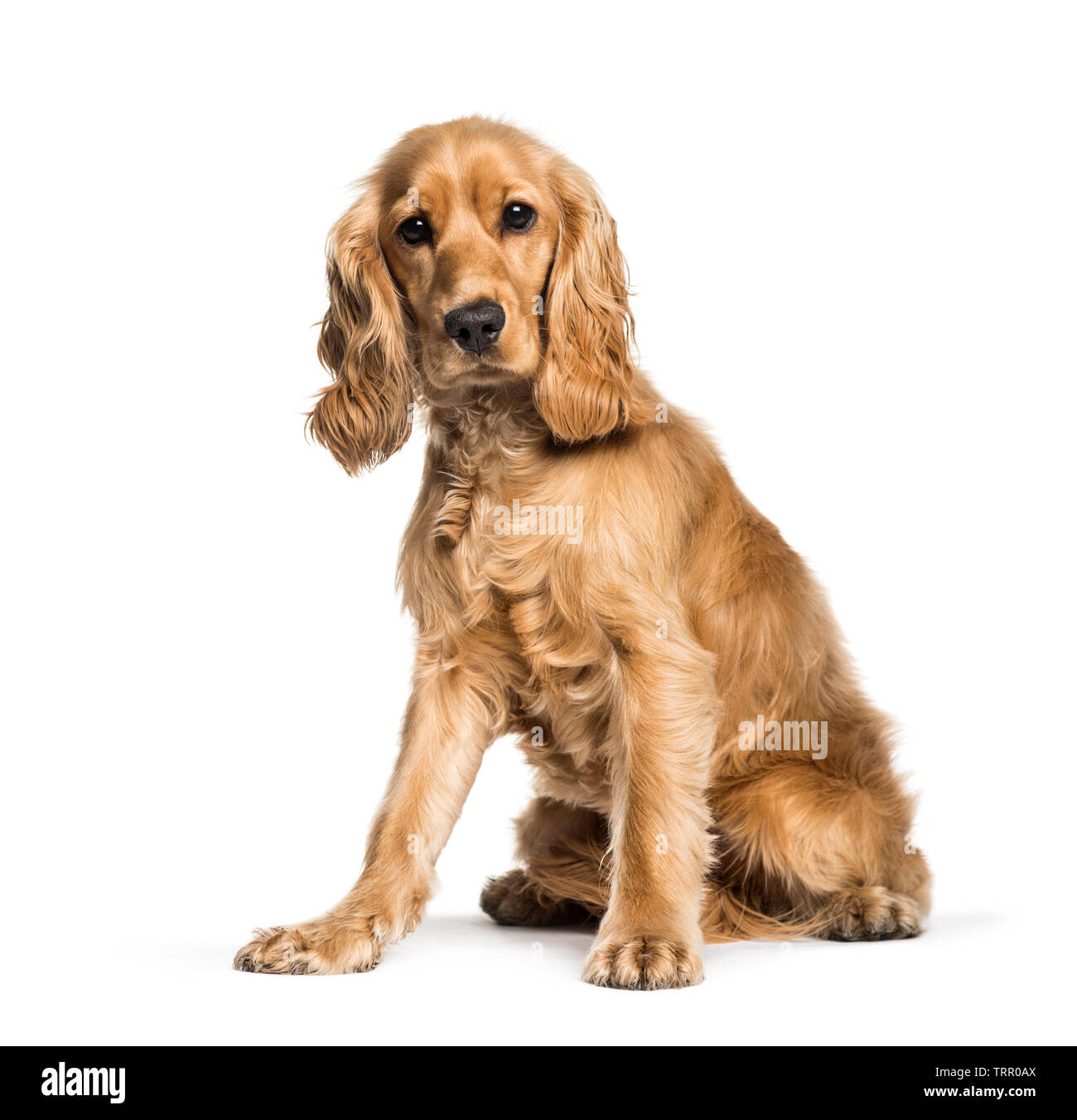 Cocker spaniel sitting against white background Stock Photo - Alamy