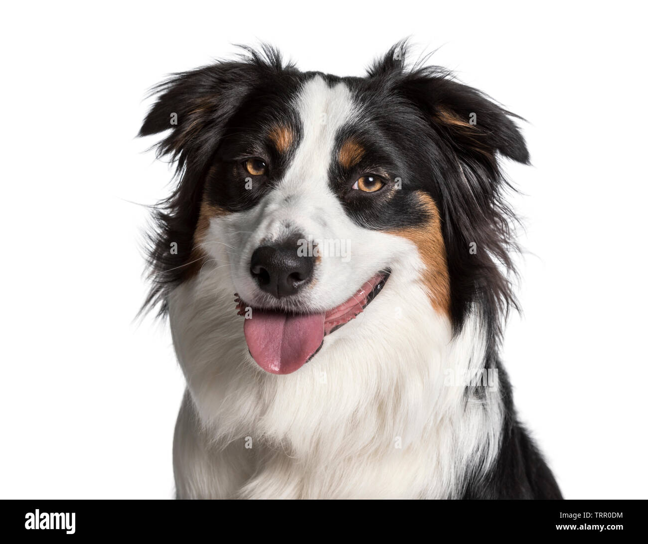 Australian Shepherd looking at camera against white background Stock ...