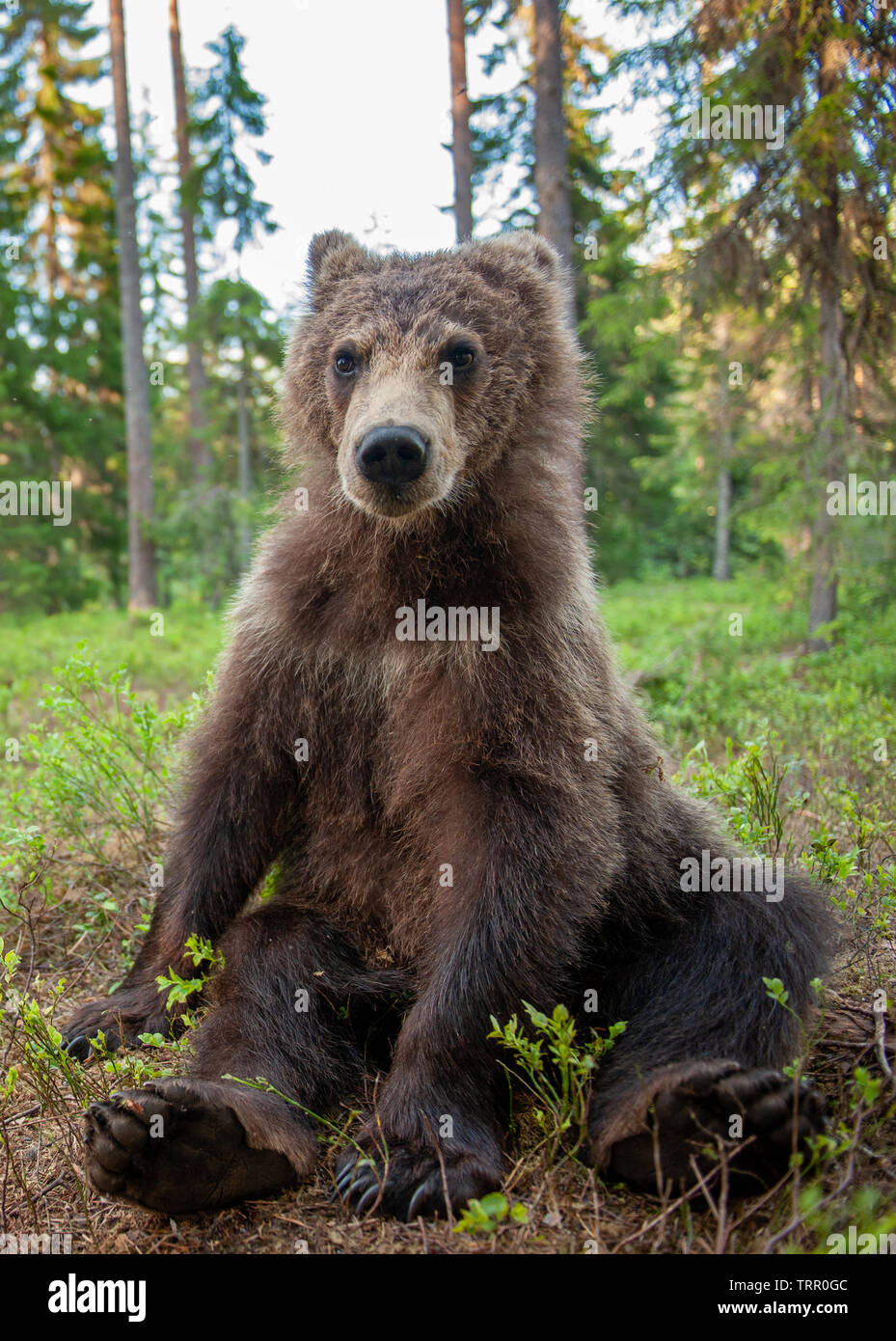 Cub of Brown Bear in the summer forest. Close up portrait, wide angle ...