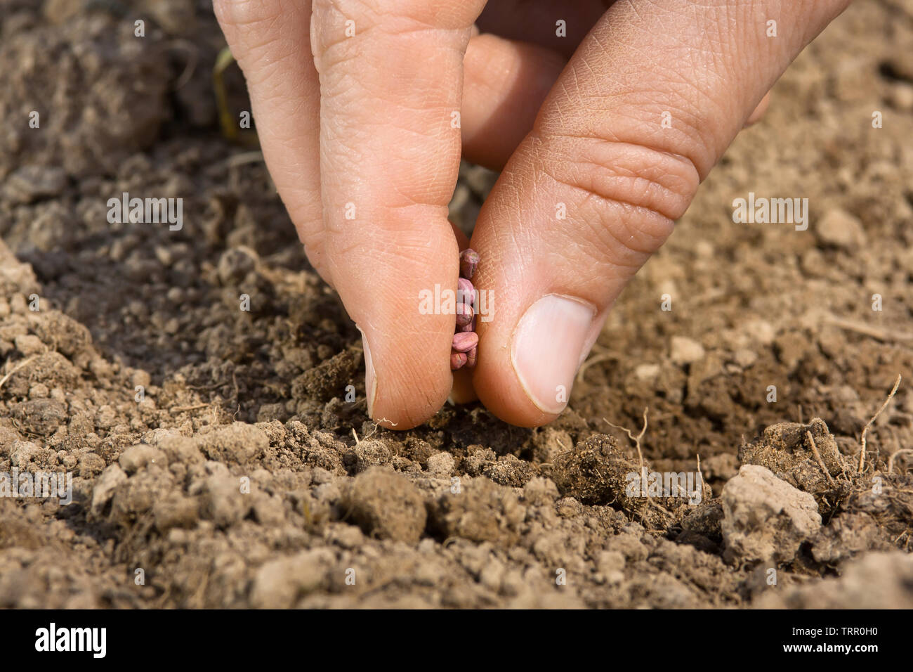 Farmer Sowing Seeds By Hand High Resolution Stock Photography and ...