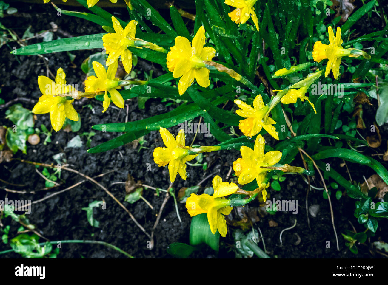 Daffodils under the rain in early spring in backyard 1 Stock Photo - Alamy