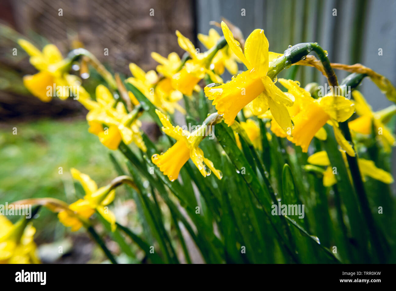 Daffodils under the rain in early spring in backyard 3 Stock Photo - Alamy
