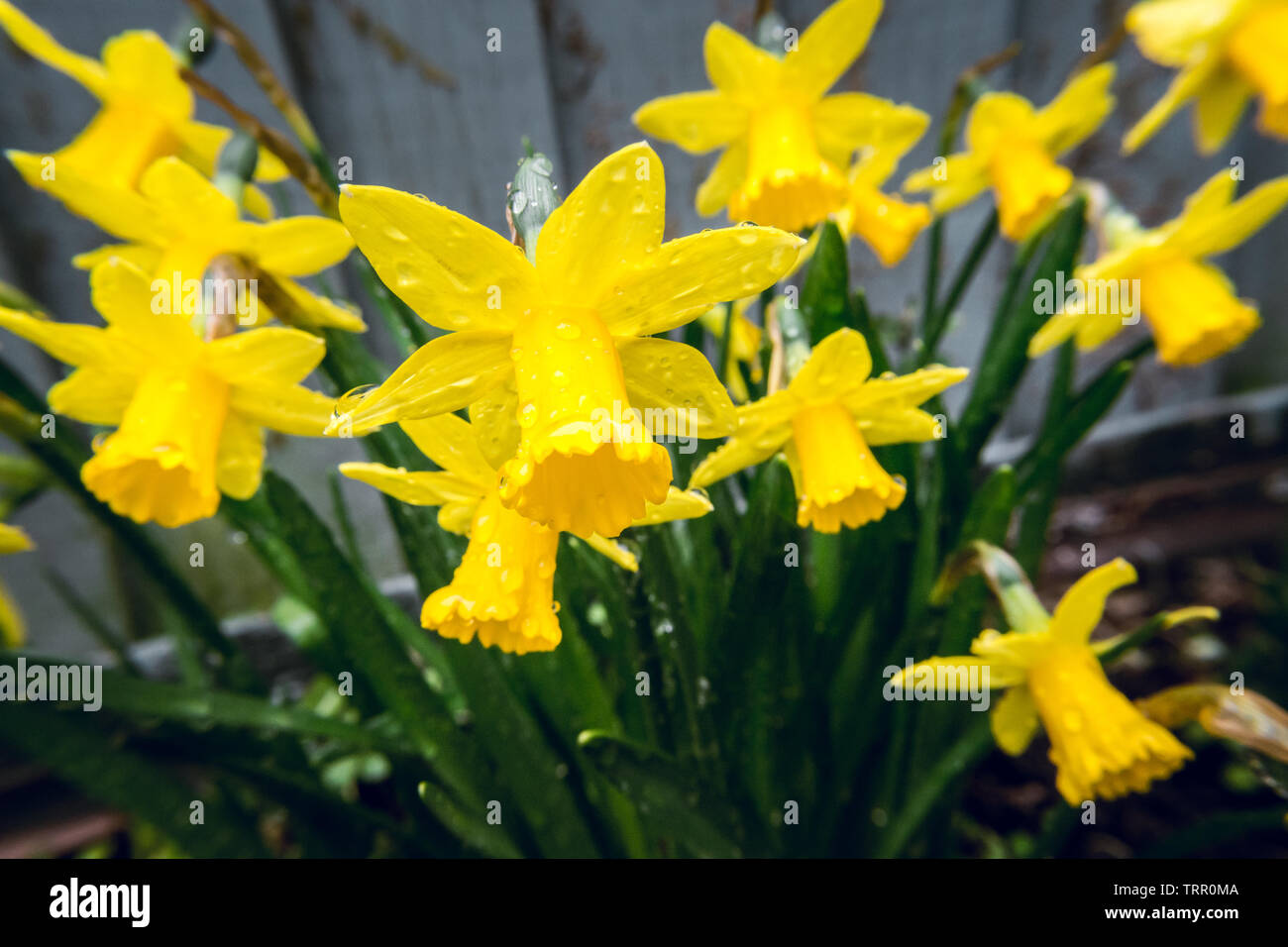 Daffodils under the rain in early spring in backyard 4 Stock Photo - Alamy