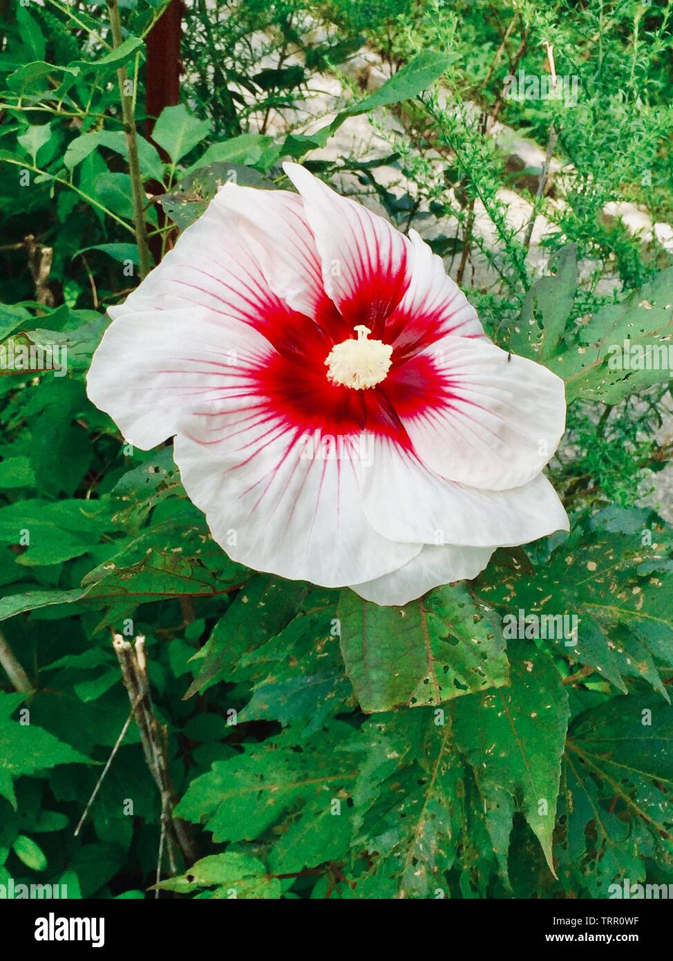Swamp rose mallow hi-res stock photography and images - Alamy