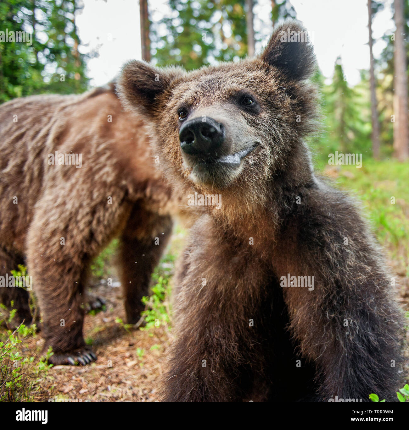 Wild brown bear cub looking at camera close-up wide angle. Cub of Brown ...