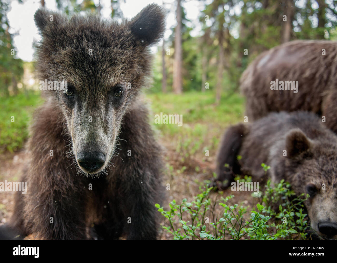 Wild brown bear cub looking at camera close-up wide angle. Cub of Brown ...