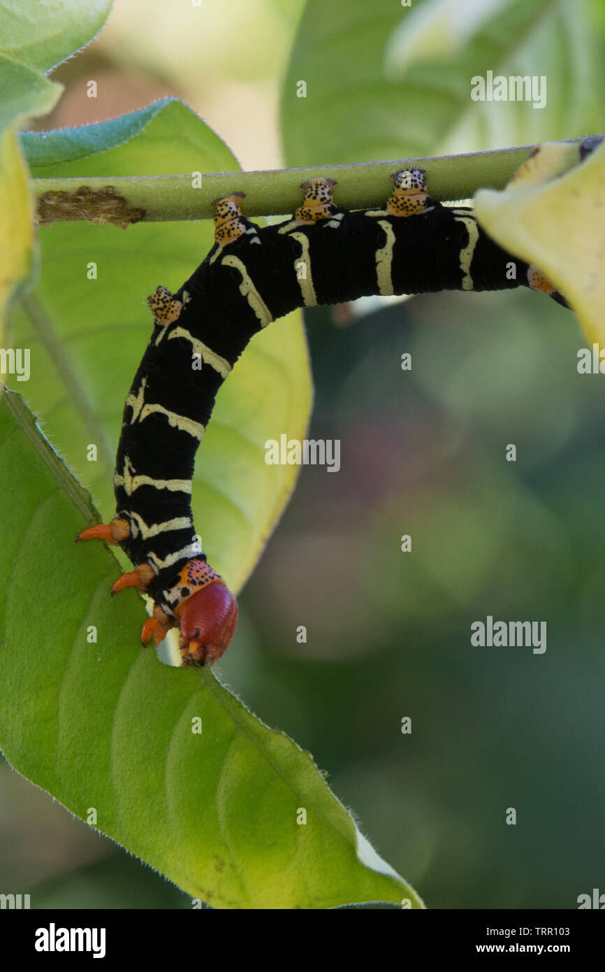 Caterpillar eating a leaf hi-res stock photography and images - Alamy
